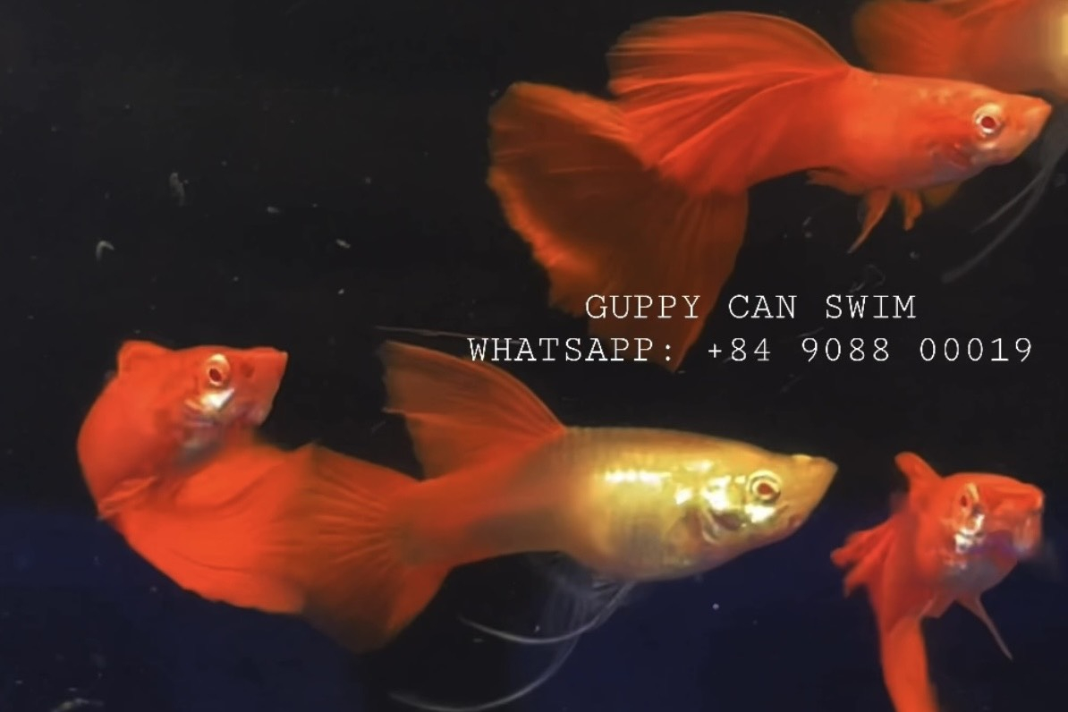 FULL RED RIBBON GUPPY