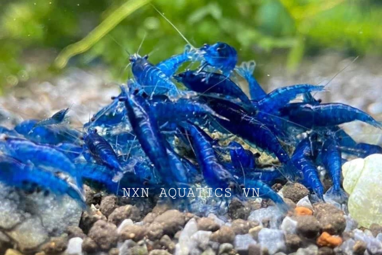 BLUE DREAM SHRIMP