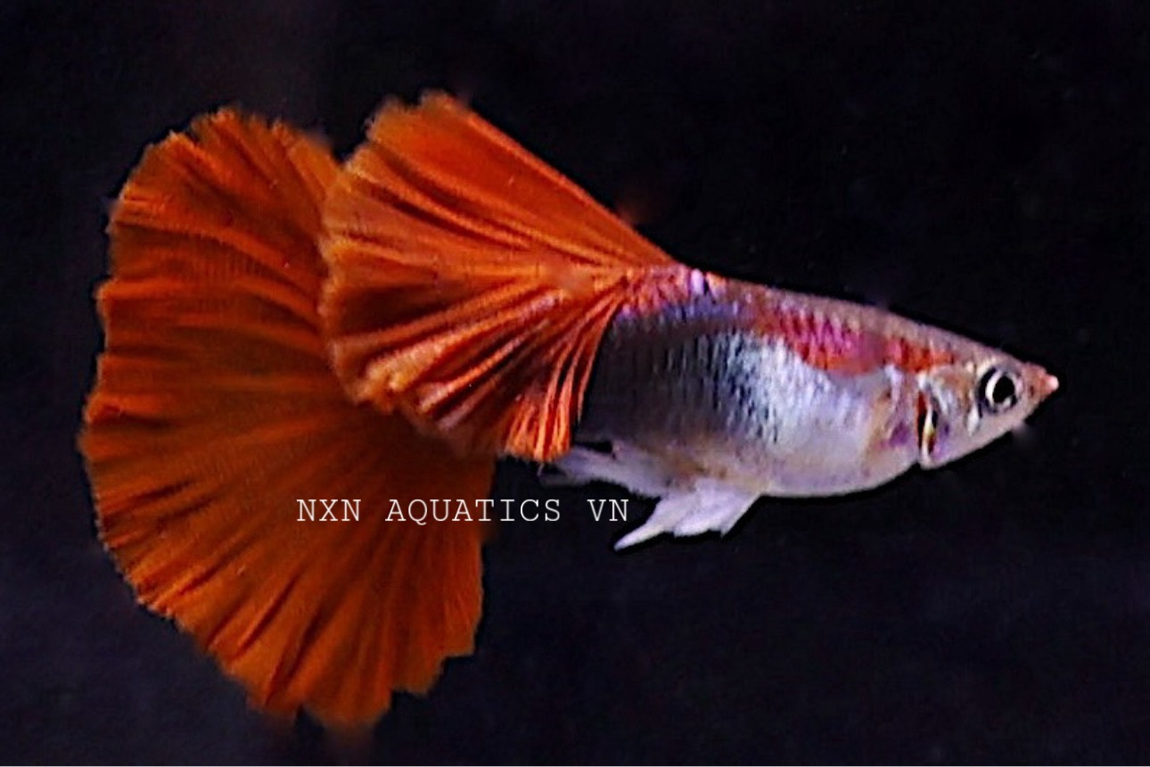 HB RED ROSE GUPPY