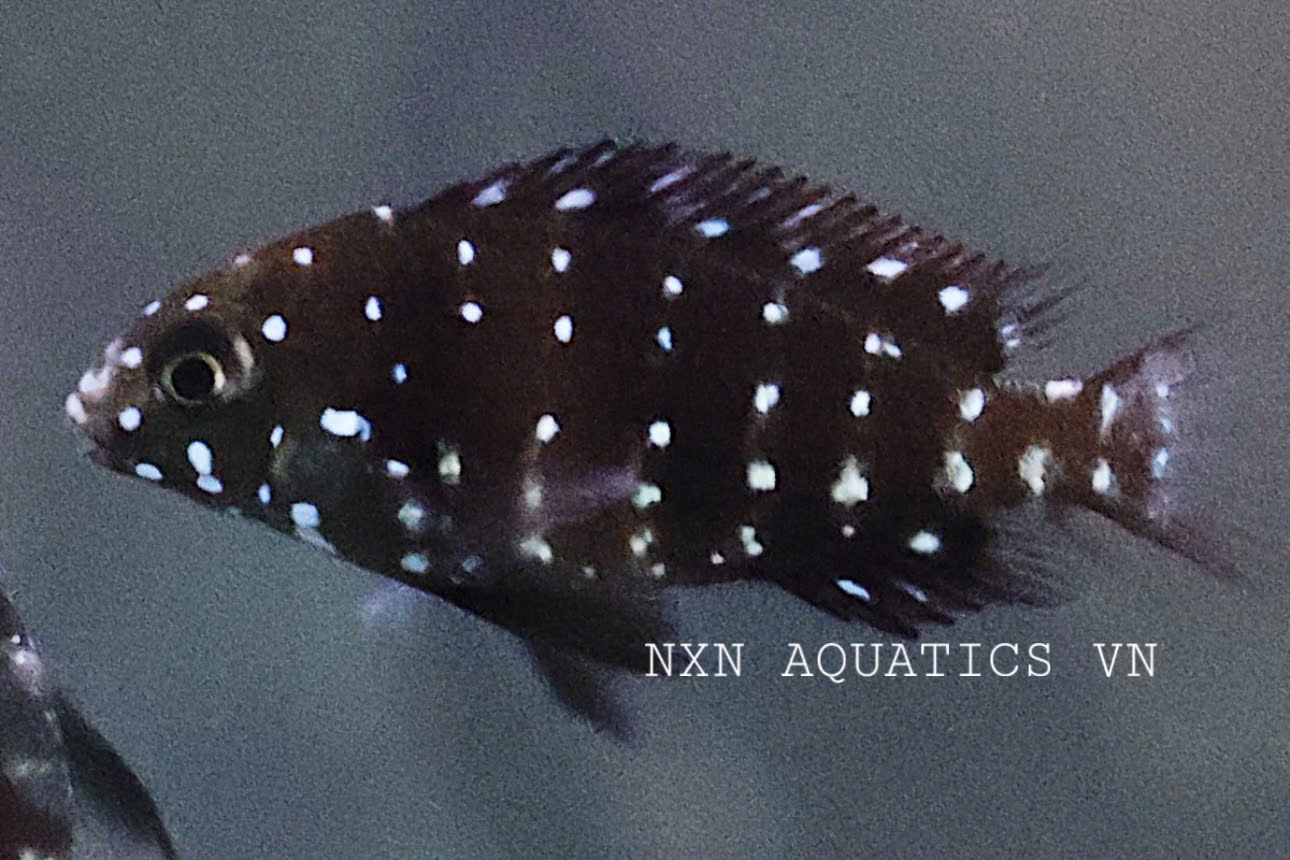 WHITE SPOTTED CICHLID