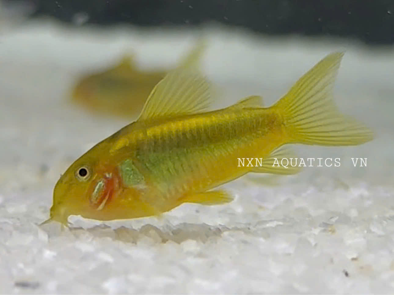CORY CATFISH