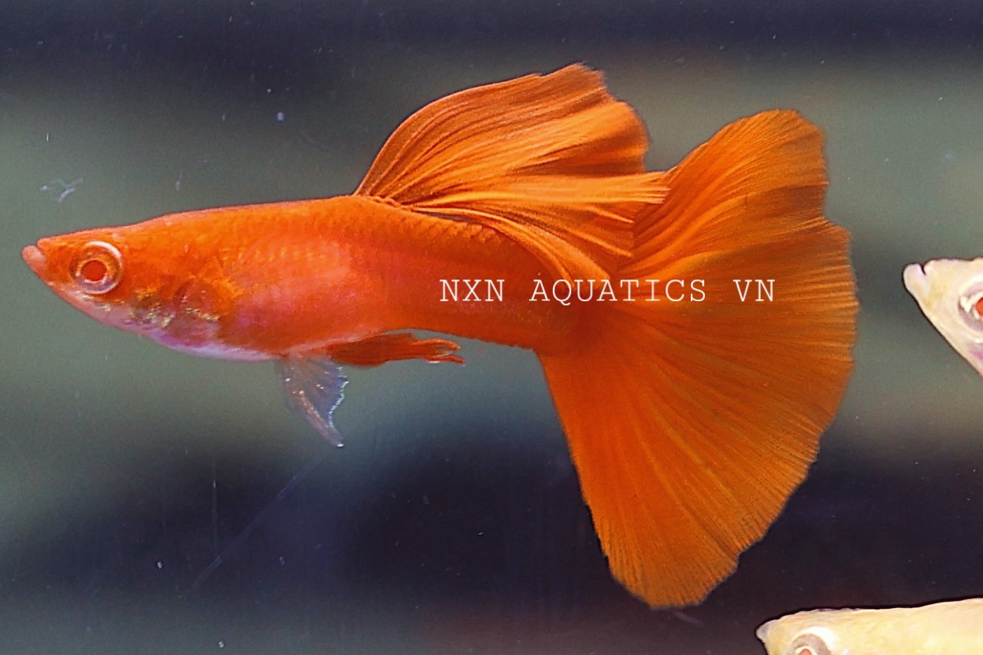 FULL RED BDS GUPPY