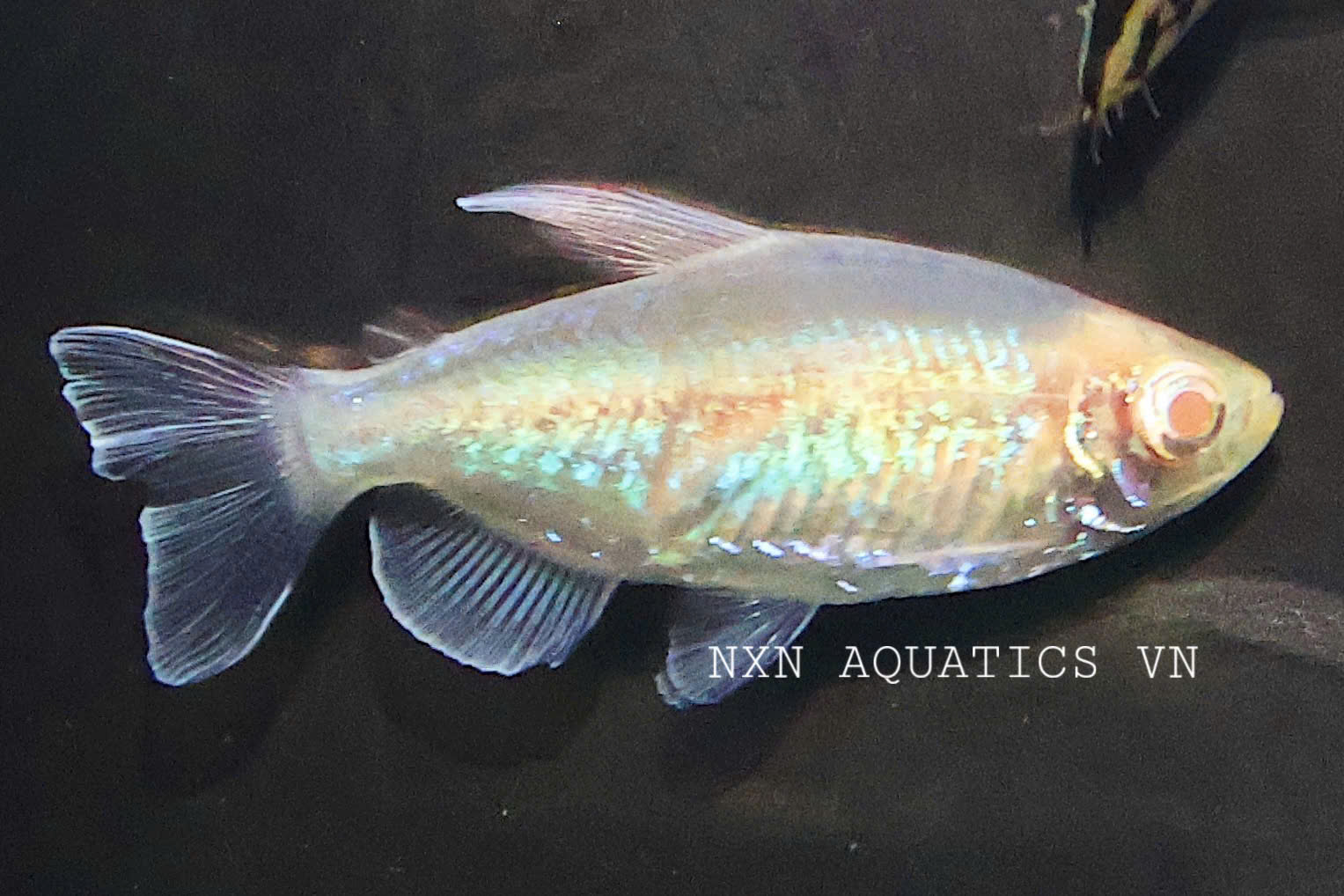 ALBINO CONGO TETRA - MALE