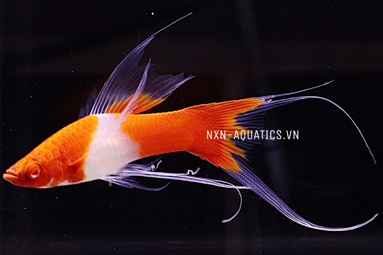 ALBINO KOHAKU KOI DOUBLE SWORDTAIL