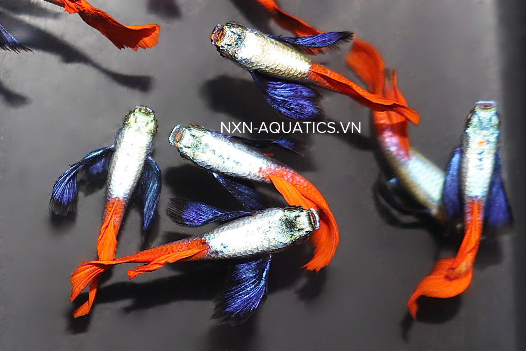 PLATINUM DUMBO RED TAIL GUPPY