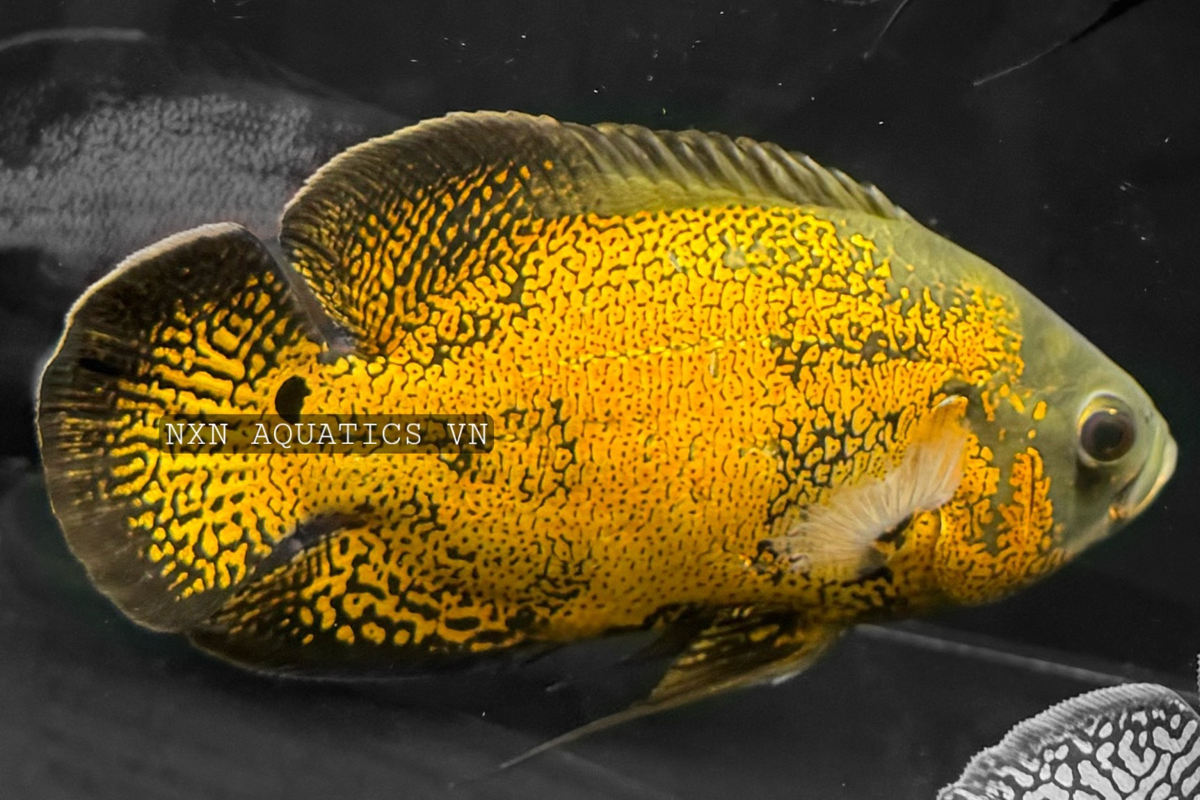OSCAR FISH