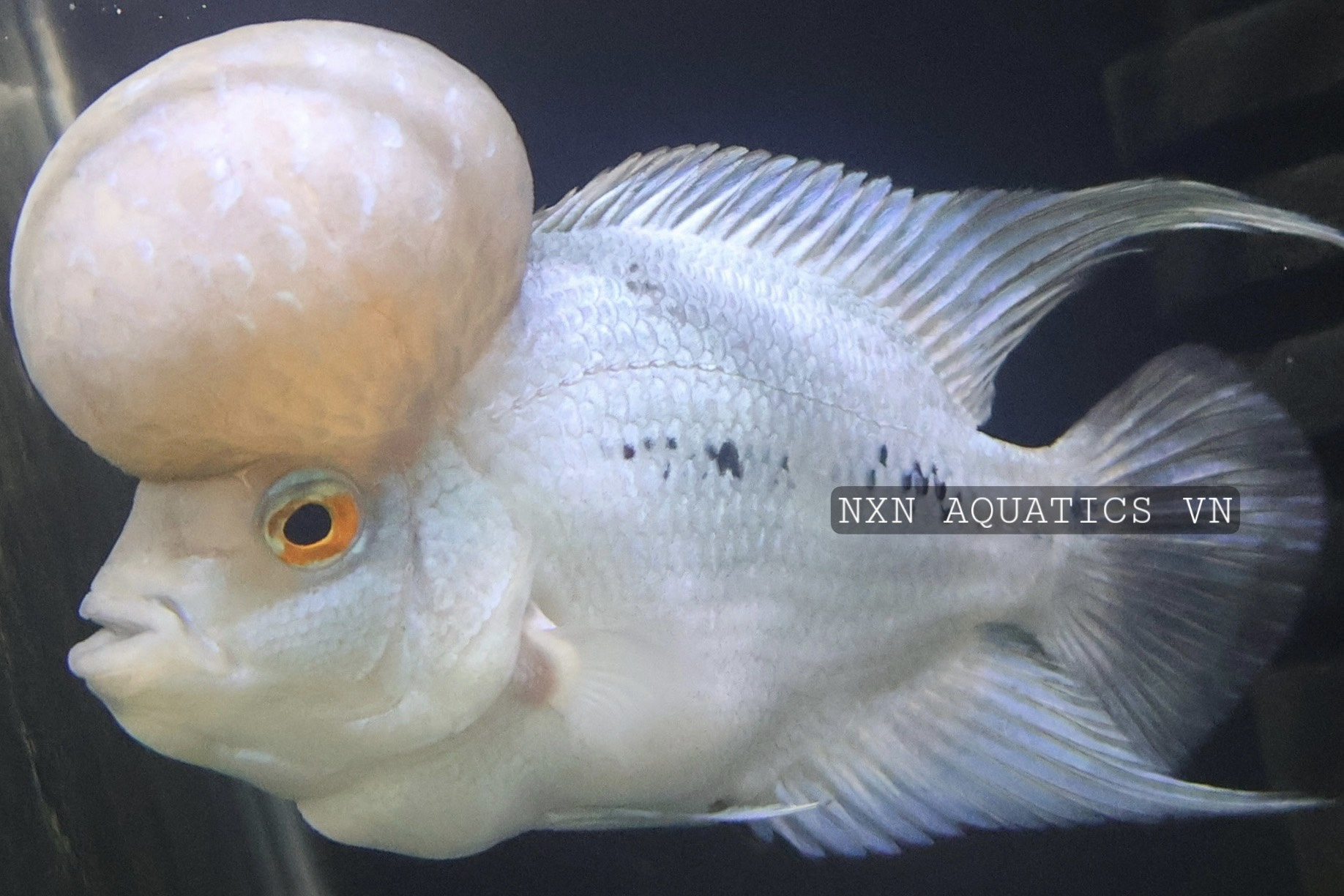 THAI SILK FLOWERHORN FISH