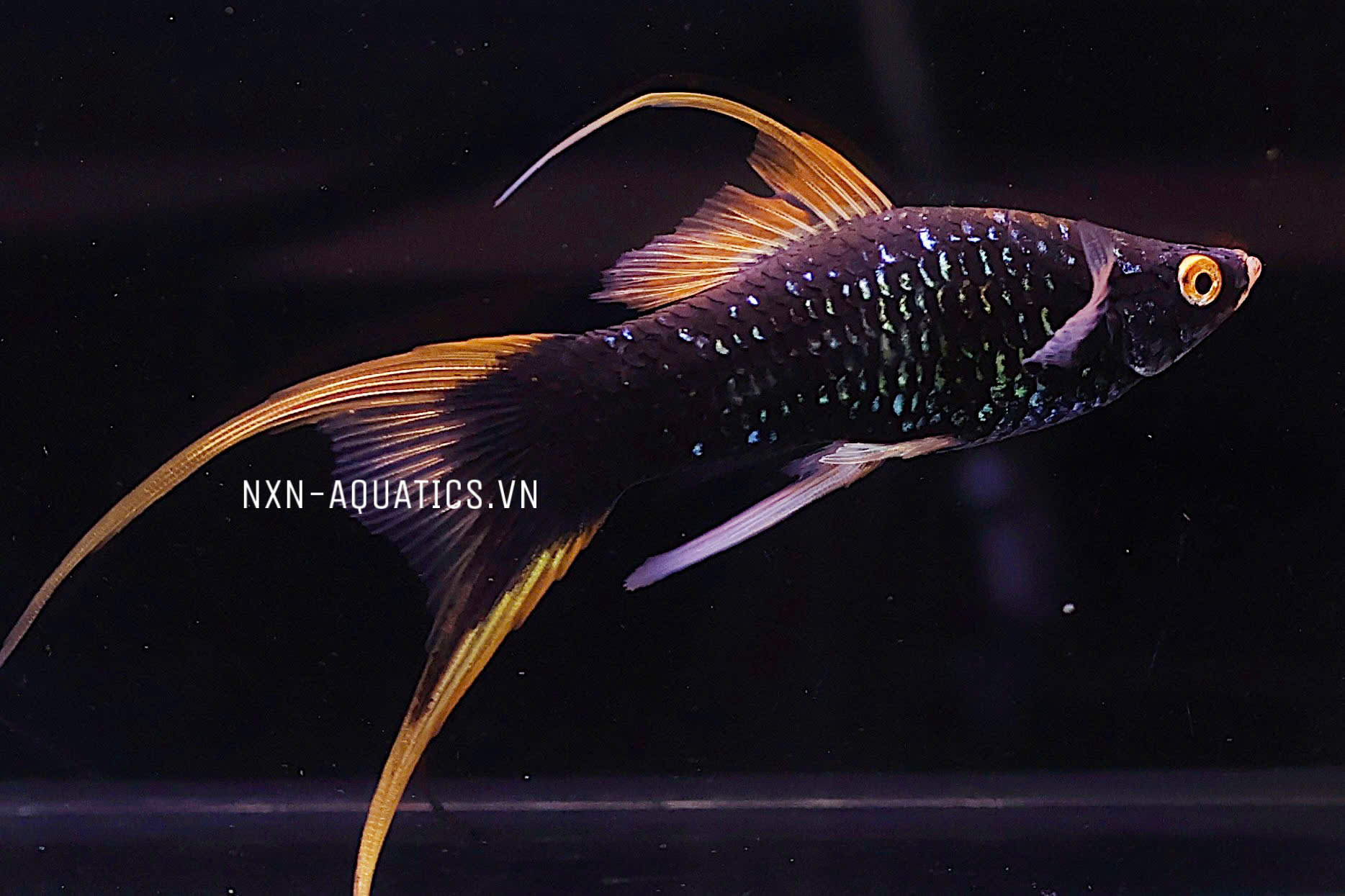 RED HAMBURG DOUBLE SWORDTAIL