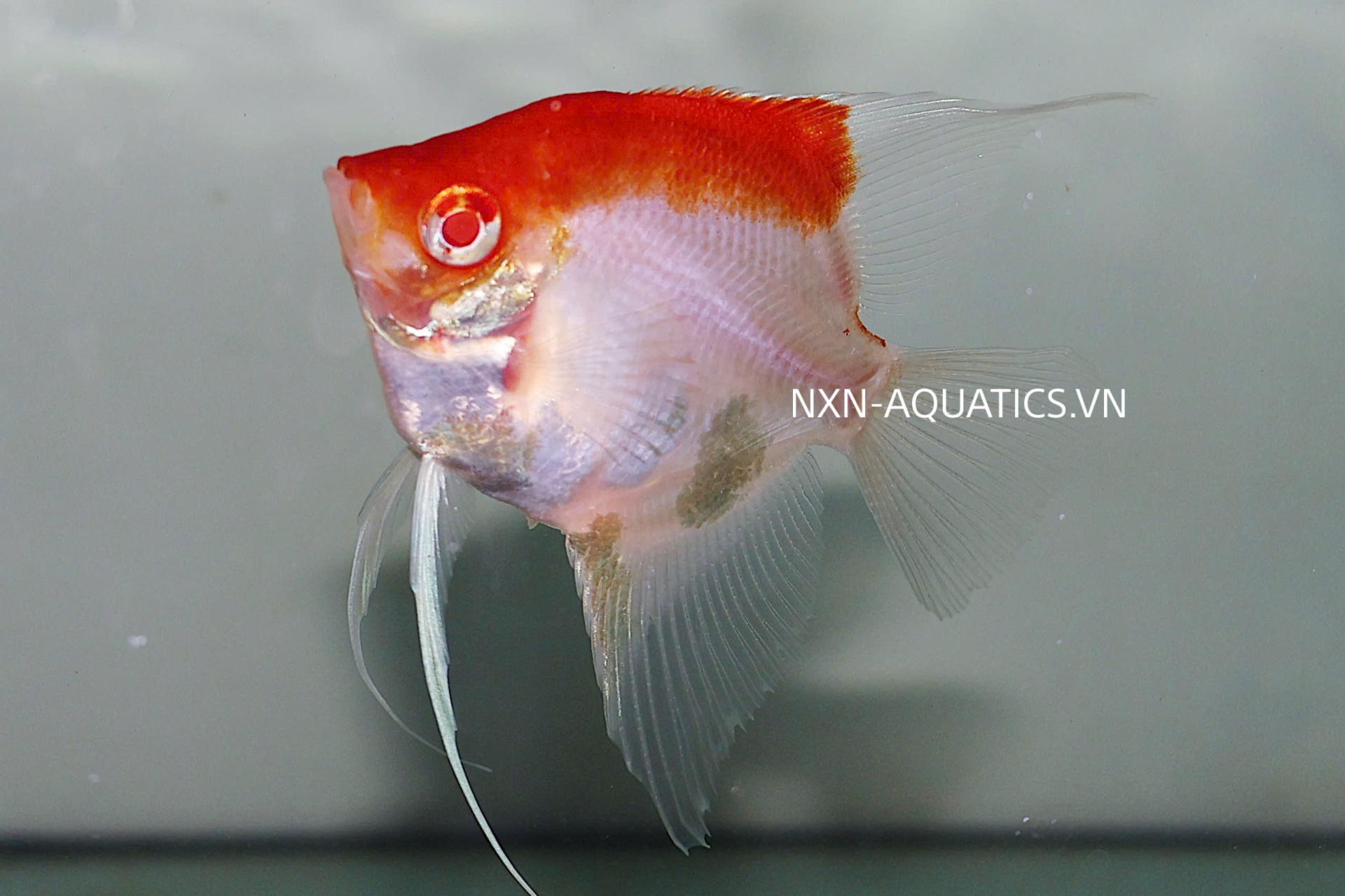 ALBINO KOI RED CAP ANGELFISH