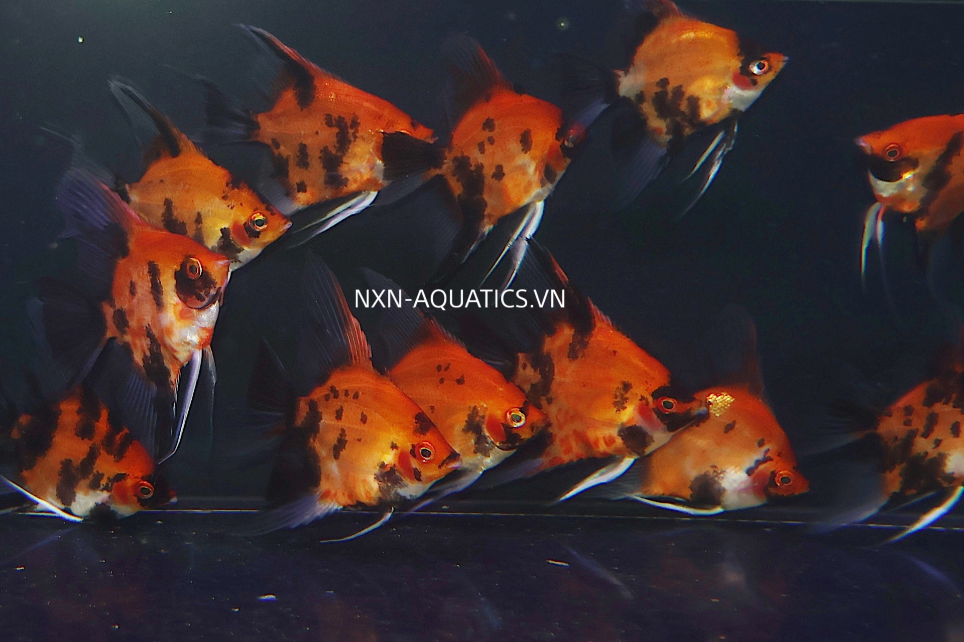 RED DEVIL ANGELFISH (95% Red & Black)