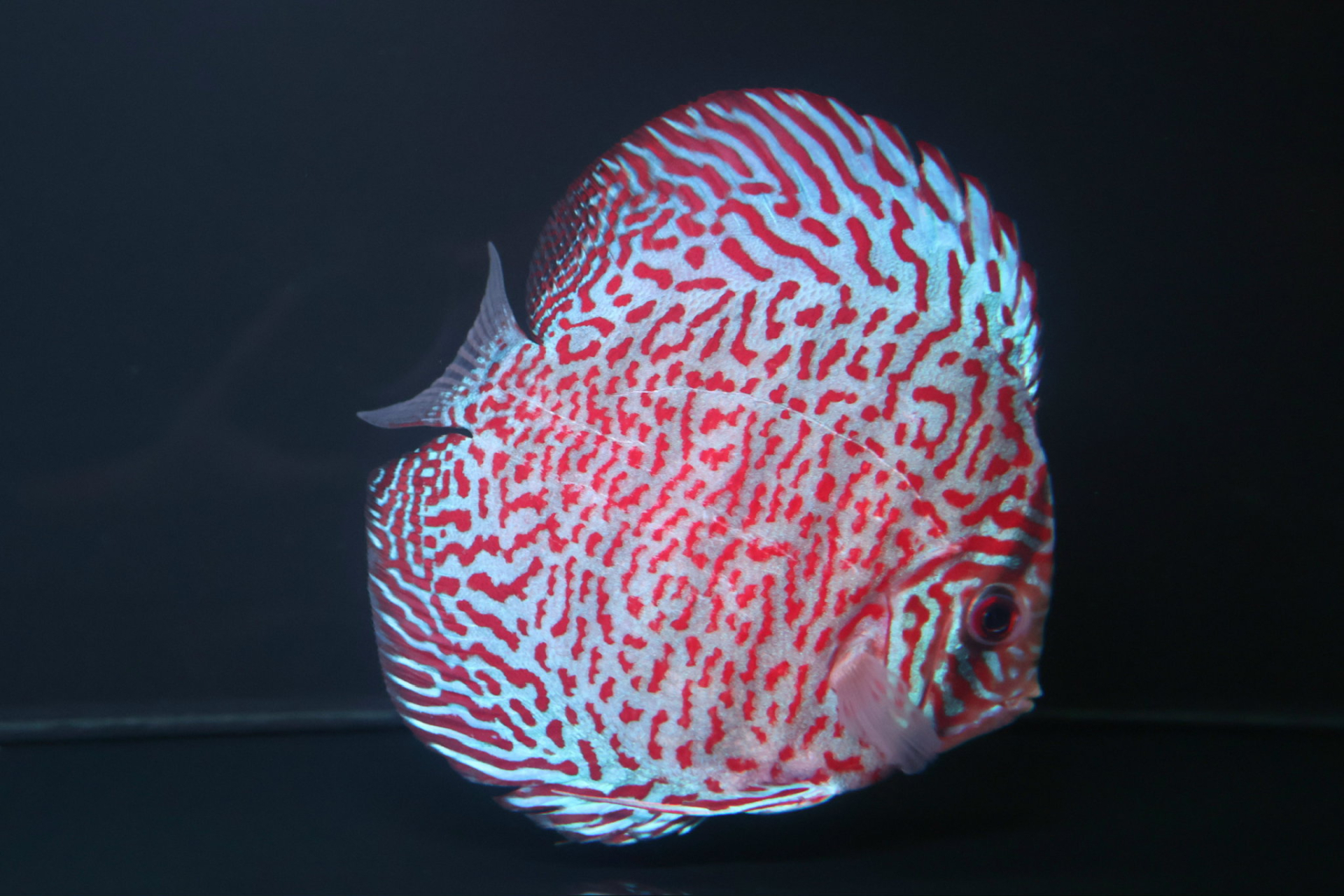 DISCUS FISH