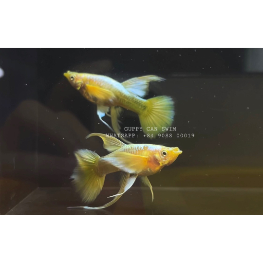 FULL GOLD RIBBON FIN C GUPPY
