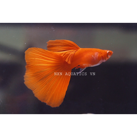 FULL RED BDS GUPPY