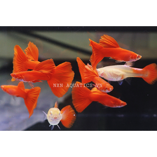 FULL RED BDS GUPPY