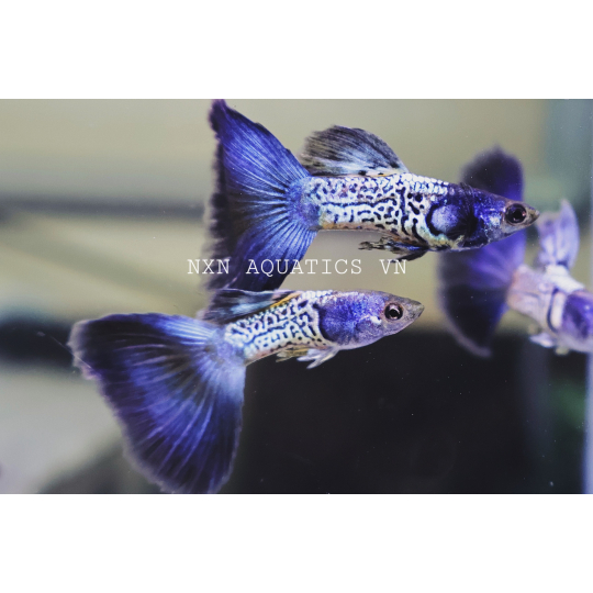 METAL SNAKE SKIN BLUE TAIL GUPPY