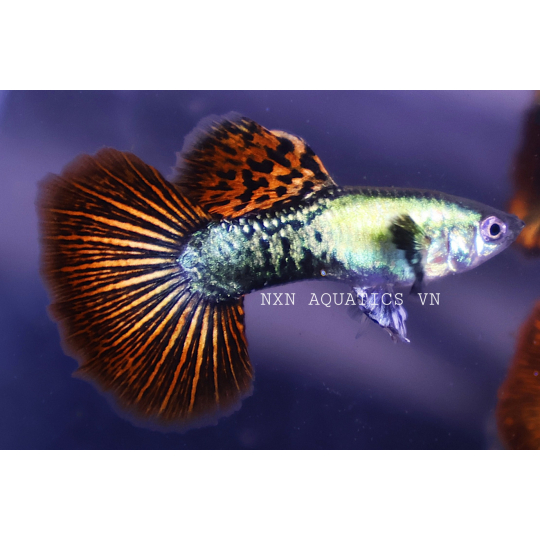 GUPPY FISH