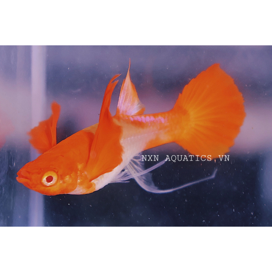 GUPPY FISH