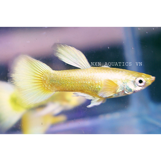 GUPPY FISH