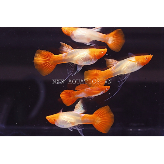 GUPPY FISH