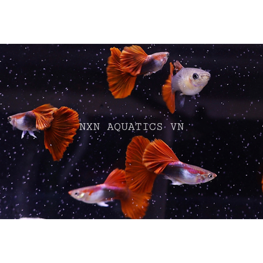 HB RED ROSE GUPPY