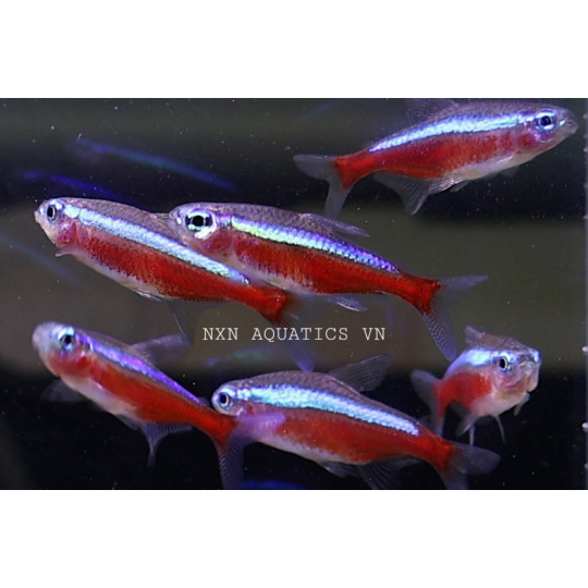 CARDINAL TETRA