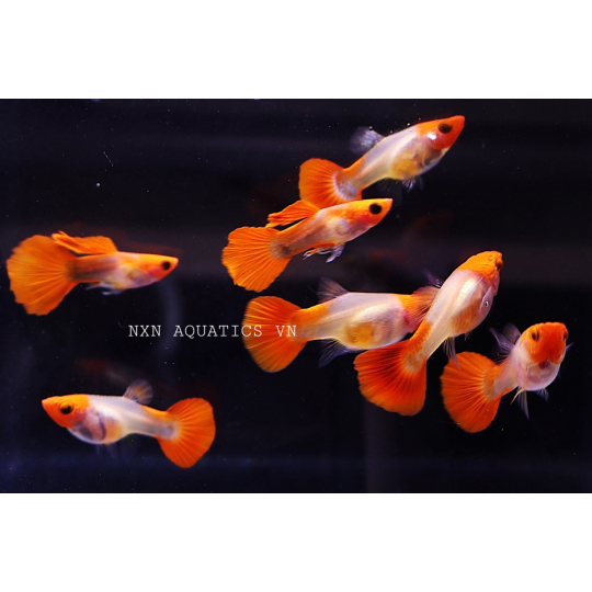 GUPPY FISH