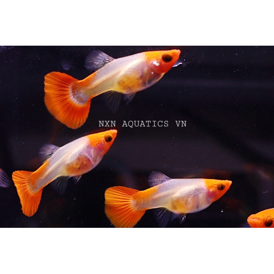 GUPPY FISH