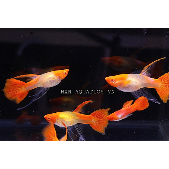 GUPPY FISH