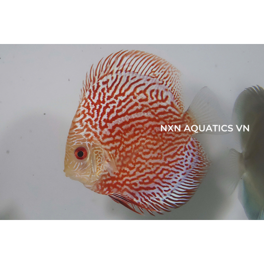 RED SNAKE SKIN PIGEON - DISCUS GRADE A