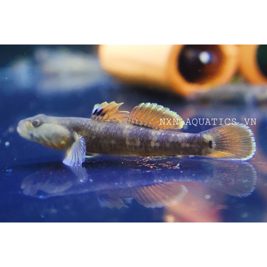 SCARLET GOBY