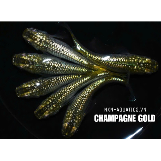 CHAMPAGNE GOLD MEDAKA