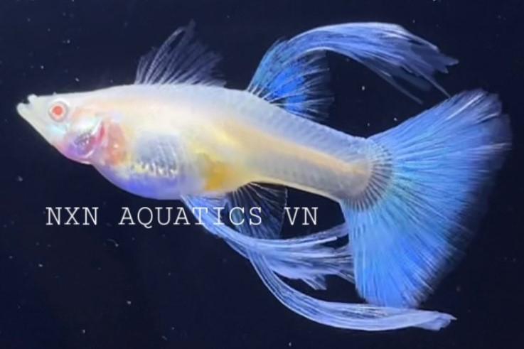 BLUE TOPAZ RIBBON FIN C GUPPY
