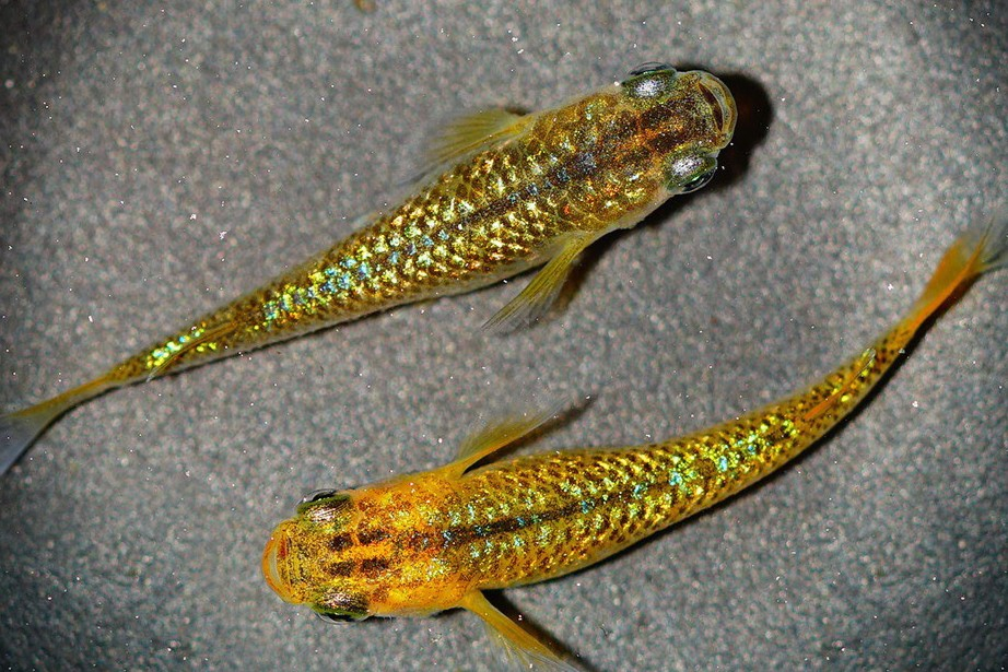 MEDAKA - JAPANESE RICEFISH